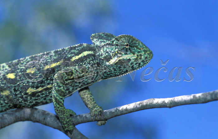 Chameleons: Mysterious Inhabitants of The Greek Islands