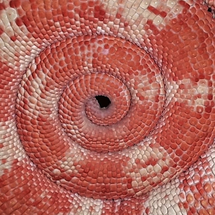 Petr Nečas: Chameleon Tails