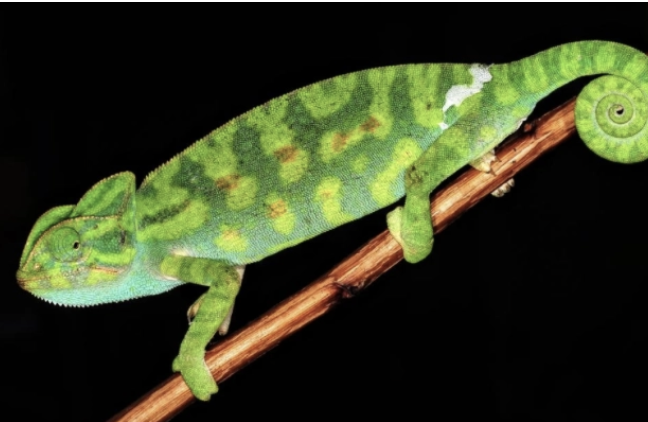Chameleons: Mysterious Inhabitants of The Greek Islands